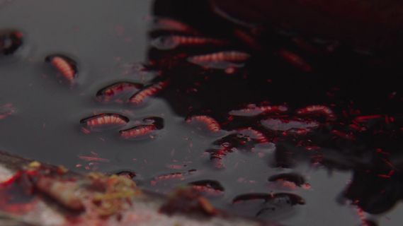 All You Ghost Mice - 2018: Search for Images, Screencaps and Serie ...